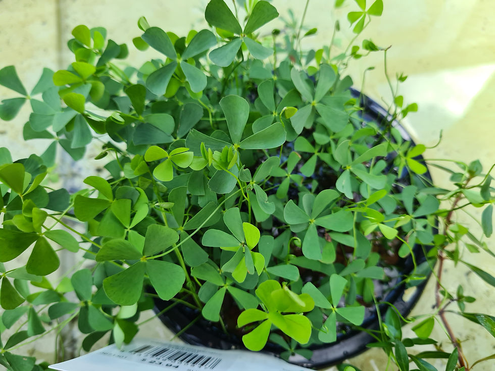 Fairy nardoo Australian native | TamborineWaterLilies