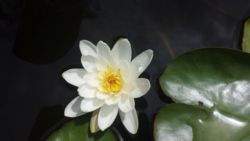 Water Lily Bulbs. 2 colors | TamborineWaterLilies