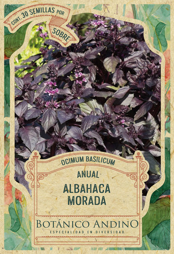 Albahaca morada | Botánico Andino