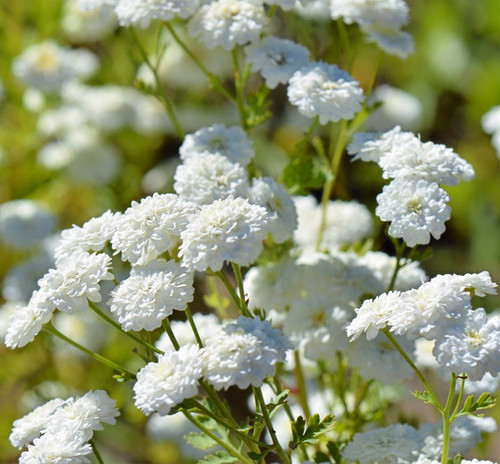Tanacetum parthenium doble | Botánico Andino