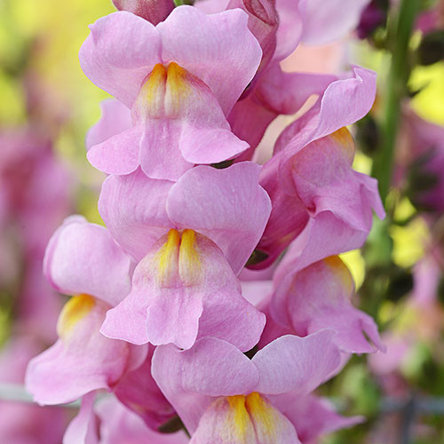 Conejito gigante * Rosado | Botánico Andino