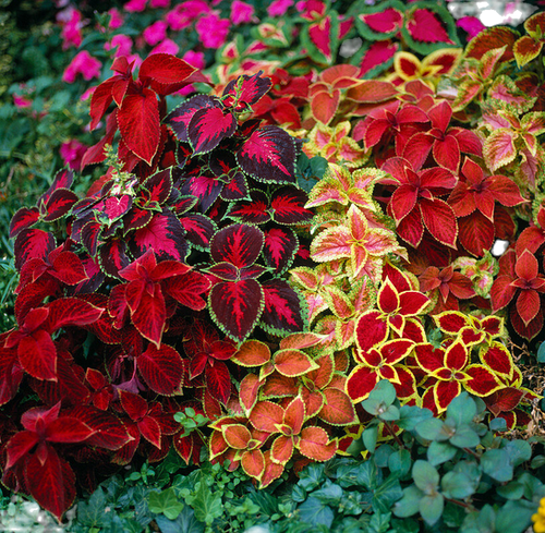 Coleus * Arco iris | Botánico Andino