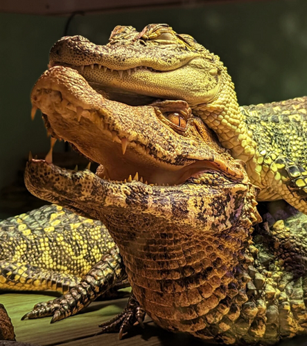 Adopt Ollie the Dwarf Caiman | spibirding.org