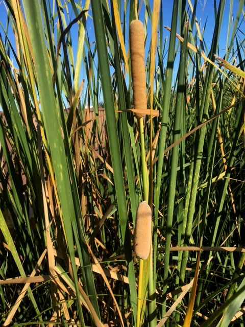 Cattail Awareness