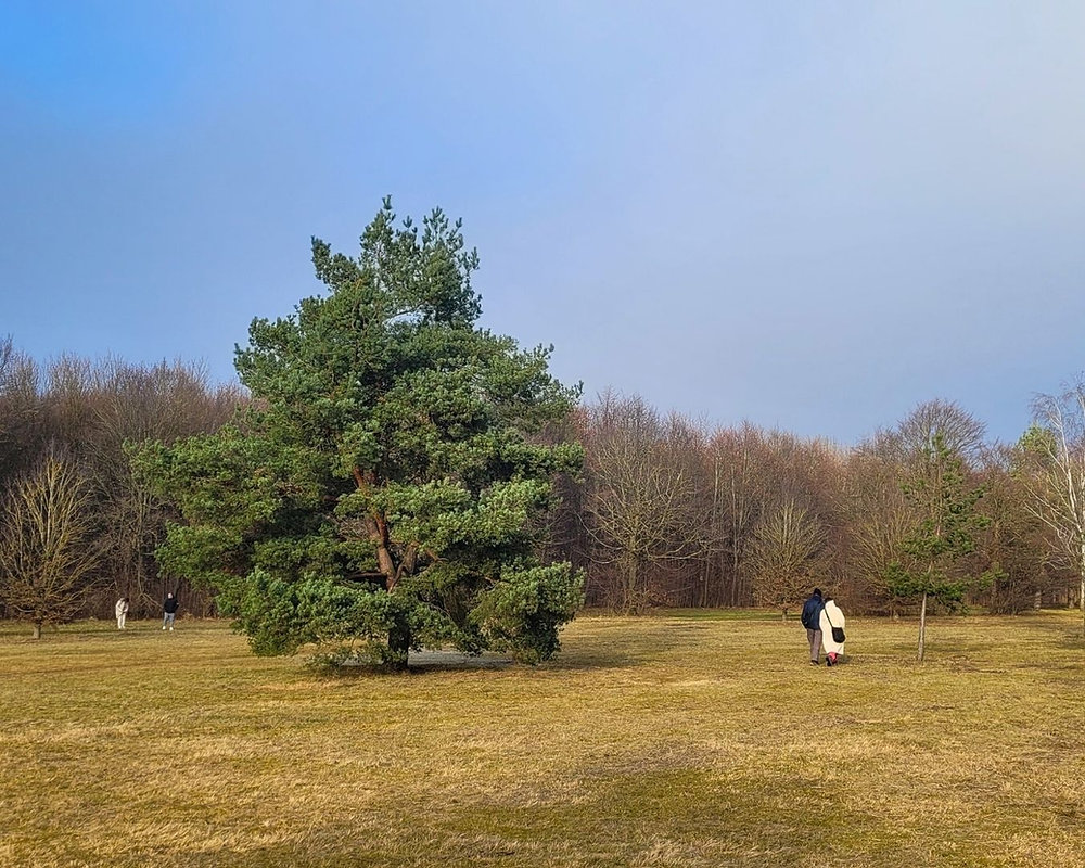 Exploring Tree Composition in Landscape Art (Weekly Challenge #154)