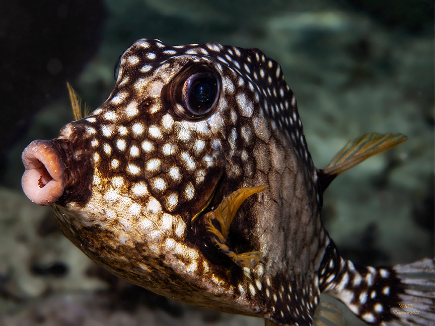 spotted trunkfish predators