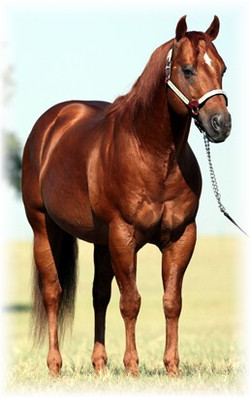 FAMOUS STALLIONS | Stoney's