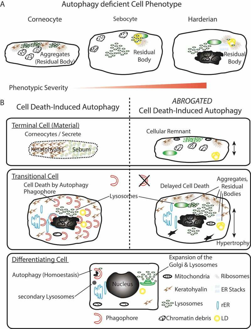 Cell Death Induced Autophagy Contributes to Terminal Differentiation of ...
