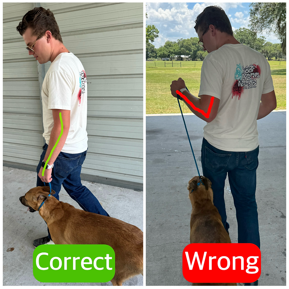 How To Train Your Dog To Heel?