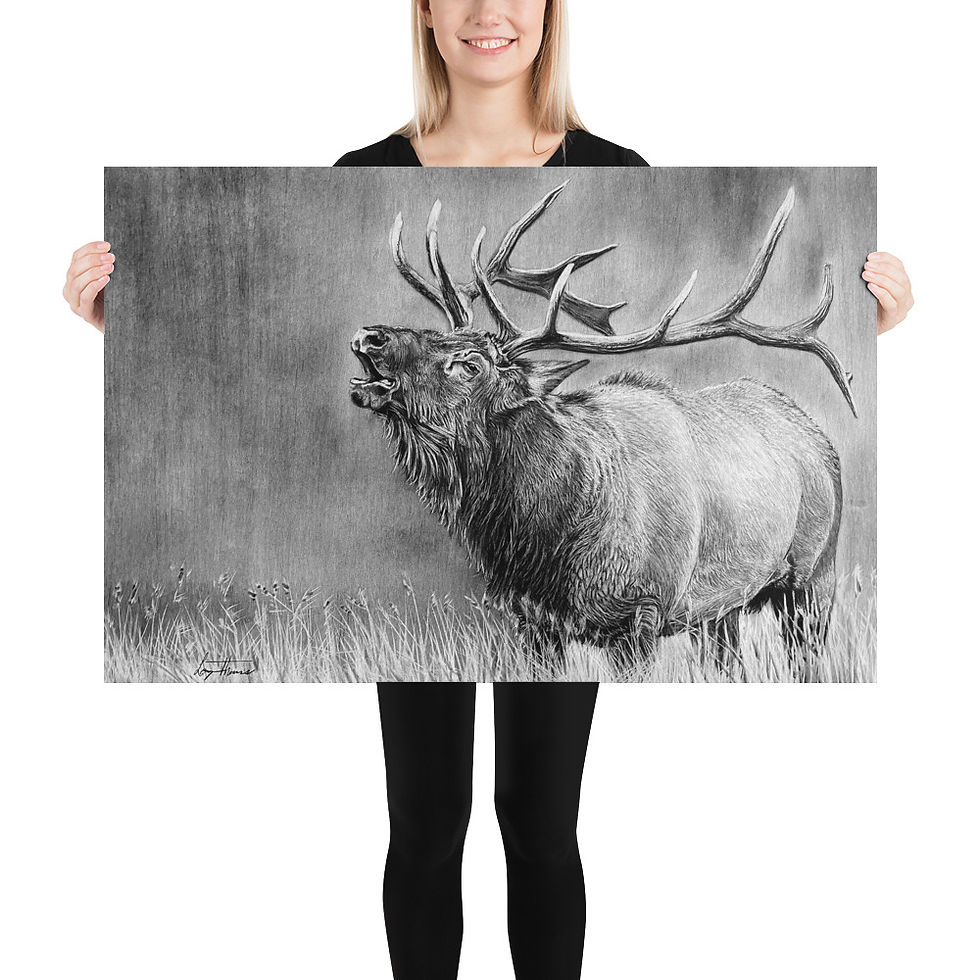 Bull Elk Bugle Print | Thomas Charcoal