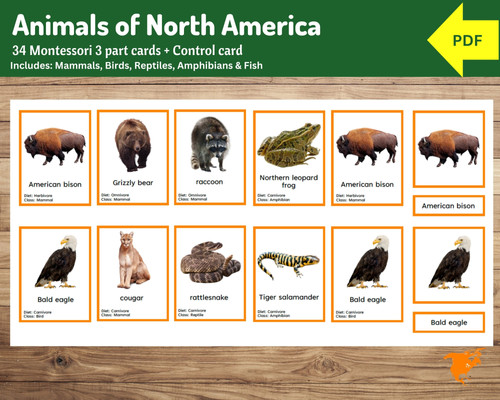 Animals of North America | 34 Montessori 3 part cards | Geography for ...