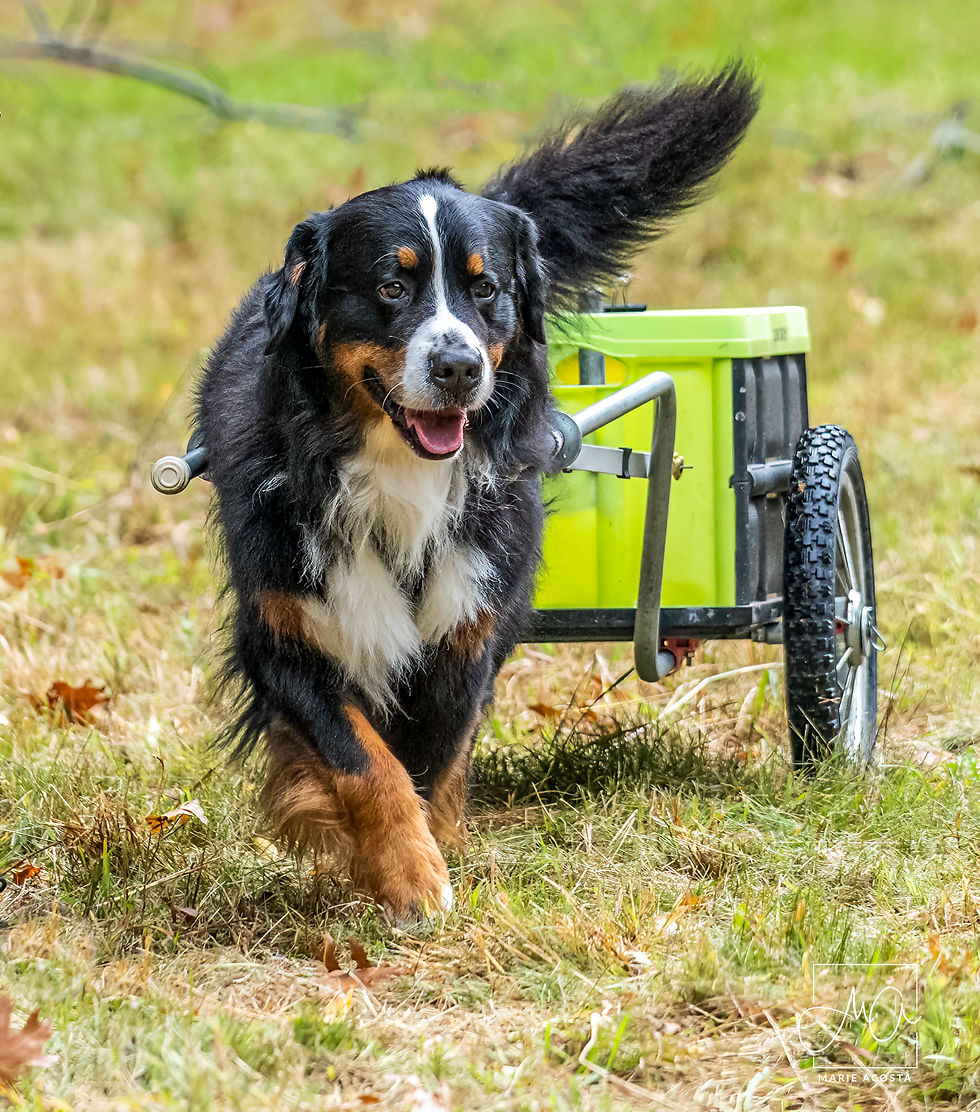 Grand Master Draft Dog Gallery | Bernese Mountain Dog Club of America ...