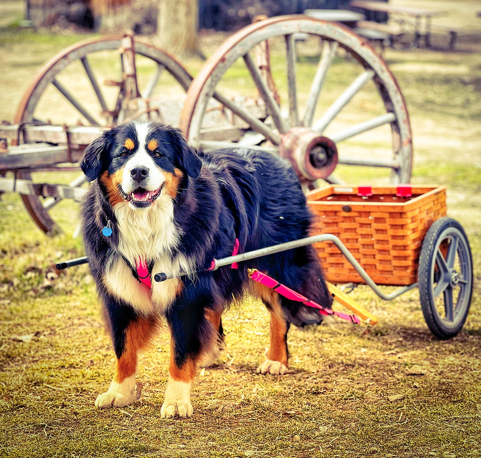 Grand Master Draft Dog Gallery | Bernese Mountain Dog Club of America ...