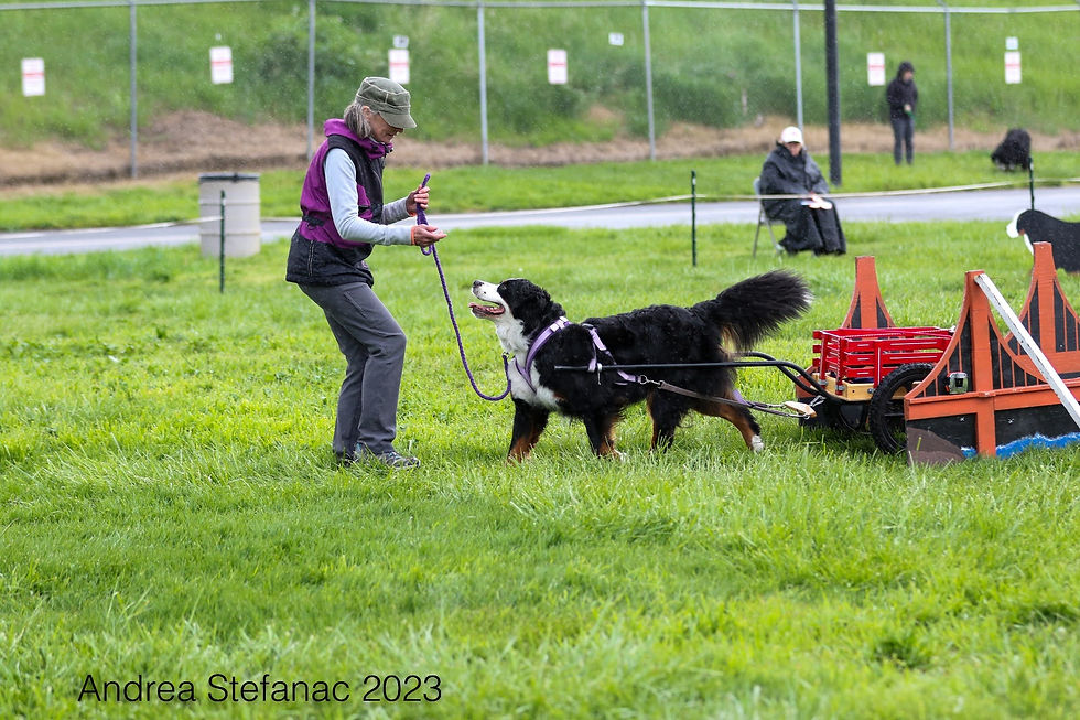 Grand Master Draft Dog Gallery | Bernese Mountain Dog Club of America ...