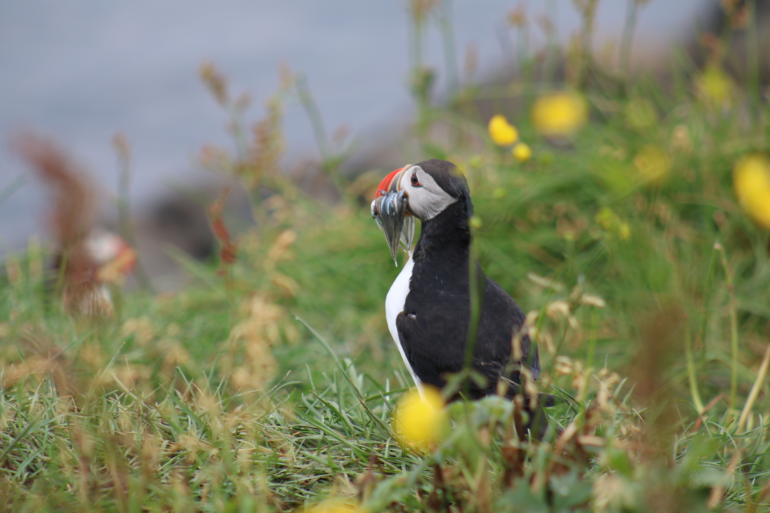 WHALES & PUFFINS COMBO | Reykjavík, Iceland