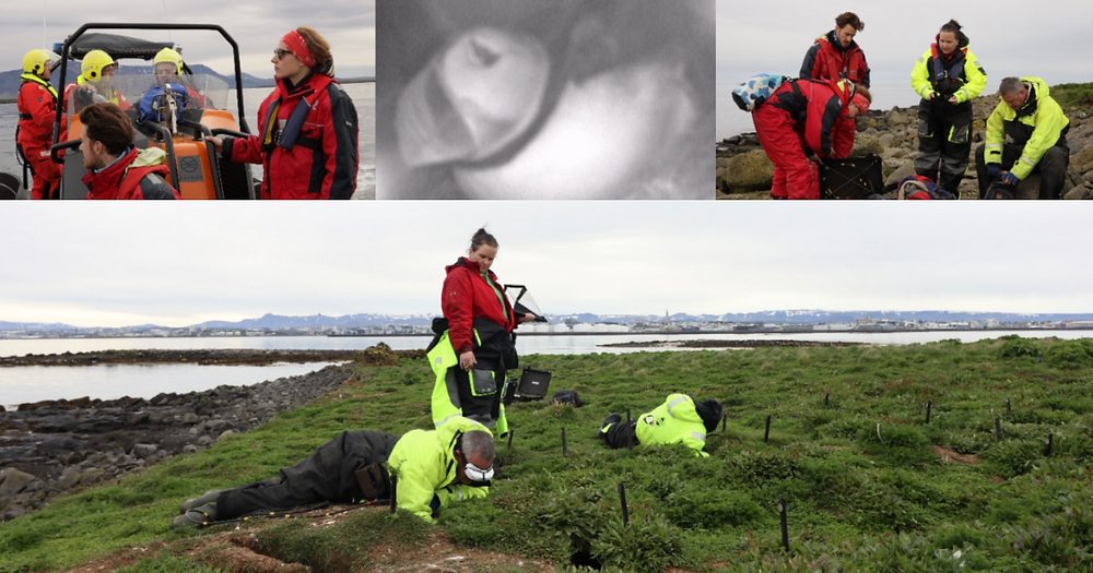 Puffin Research Expedition | Elding Research