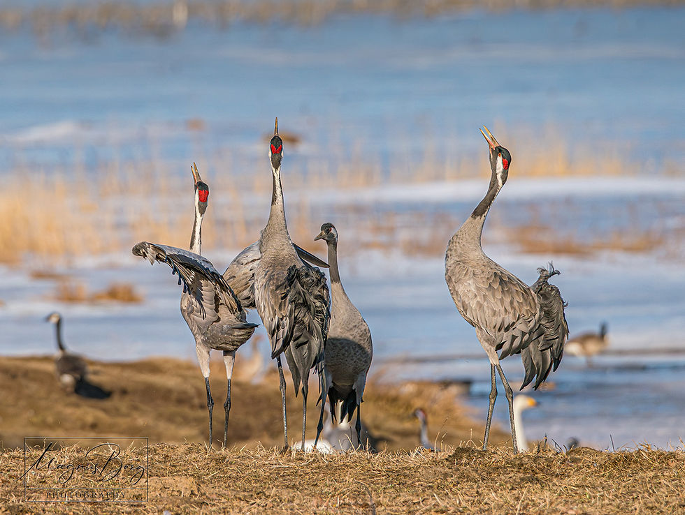 Photographer Artist Designer | Magnus Borg | Official Website