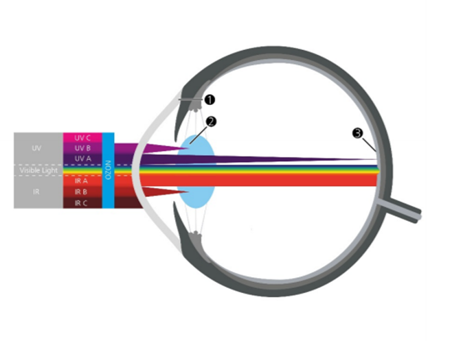 Ultraviolet (UV) & Eye Health