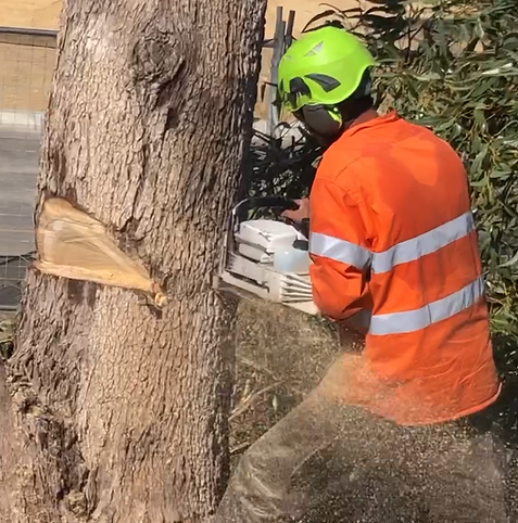Tree Care WA | Commercial Services