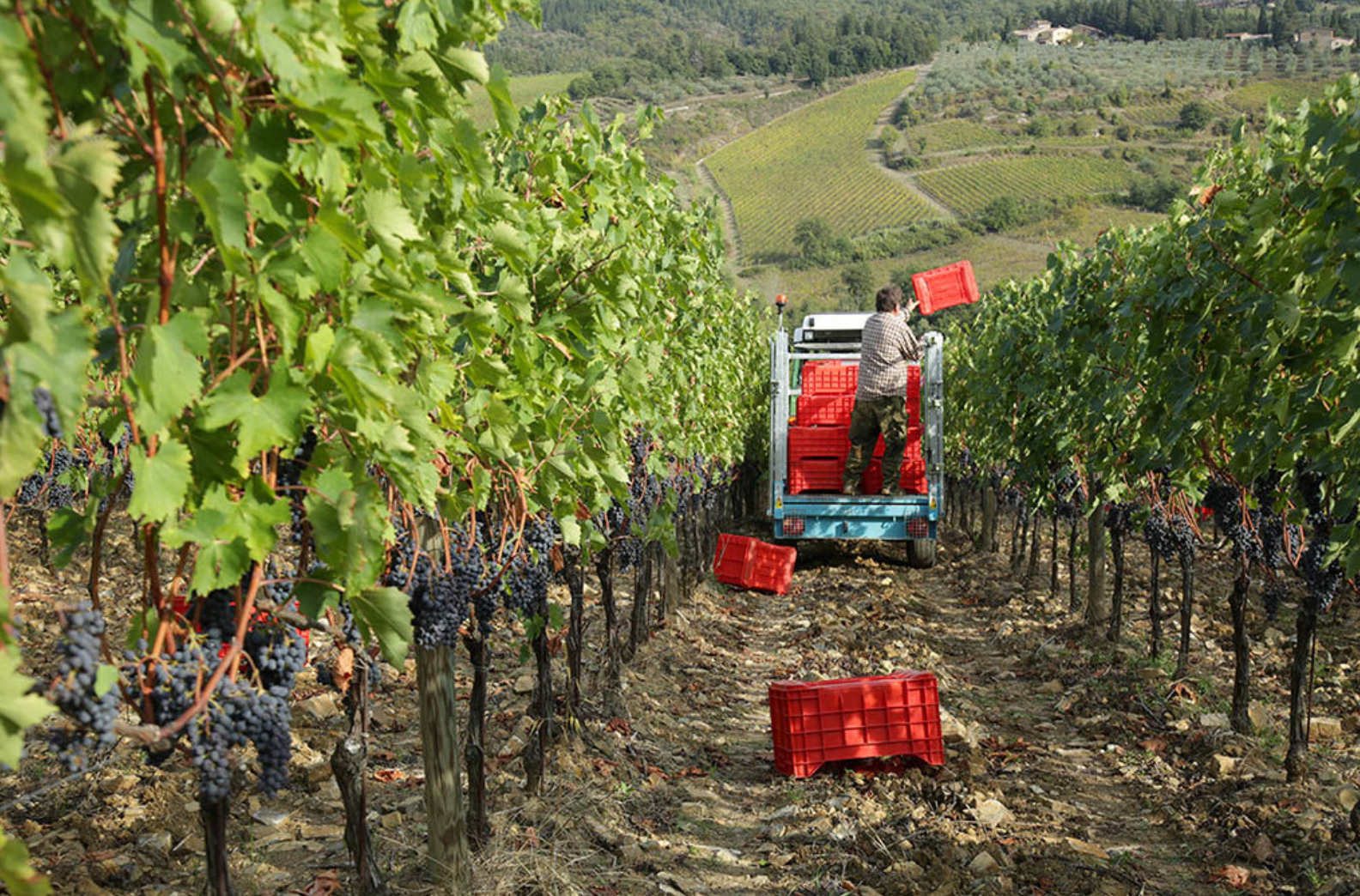 LA TENUTA | Tenuta Carobbio
