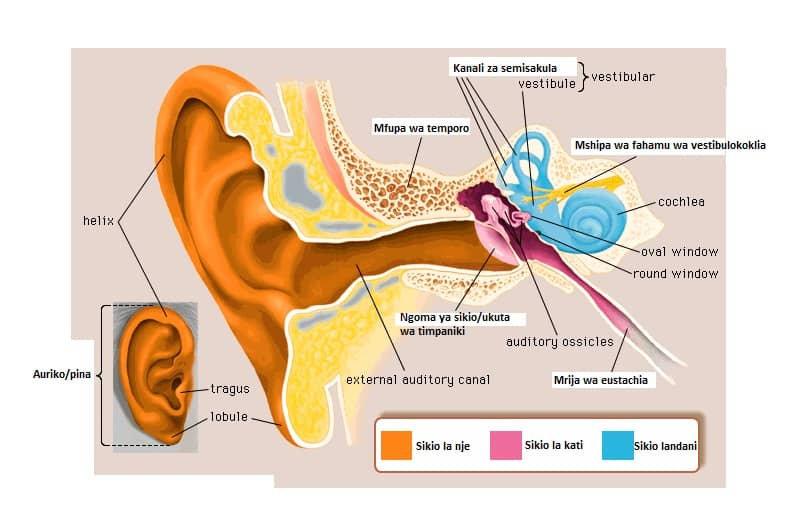 Anatomia ya Sikio| ULY CLINIC