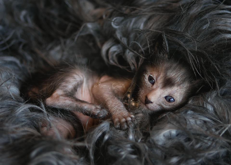 Lykoi Brasil - Gênnetos Gatil