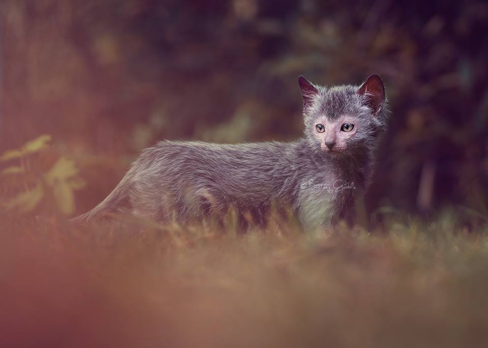 Lykoi Brasil - Gênnetos Gatil