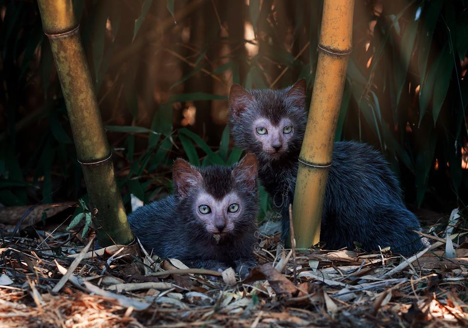 Lykoi Brasil - Gênnetos Gatil