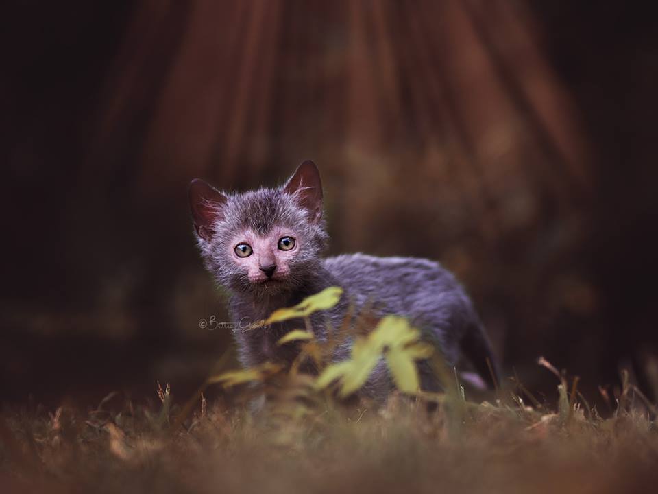 Lykoi Brasil - Gênnetos Gatil