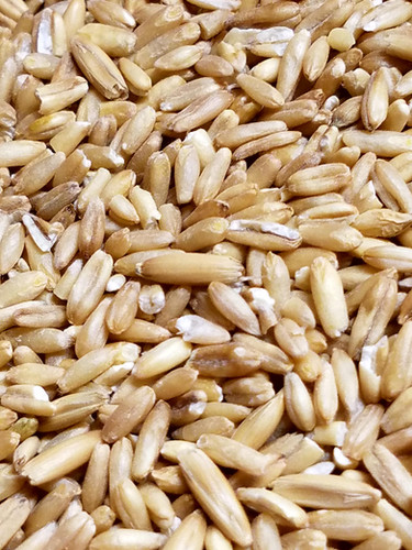 Leach Grain Oat Groats | Stockman Feed