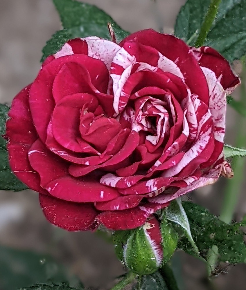 A message of duality