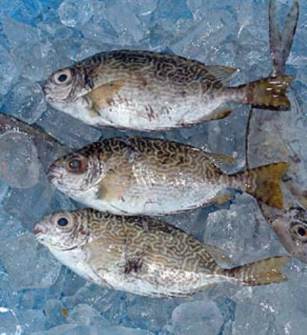 EXOTIC | mcbseafoods