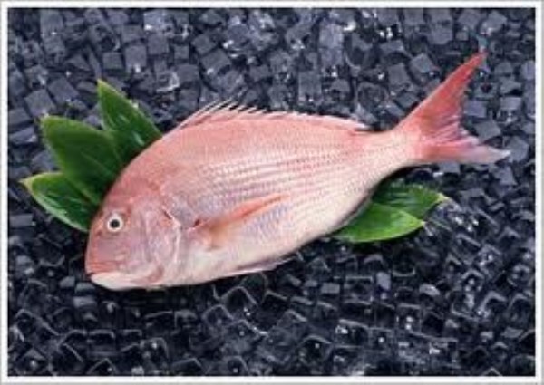 EXOTIC | mcbseafoods