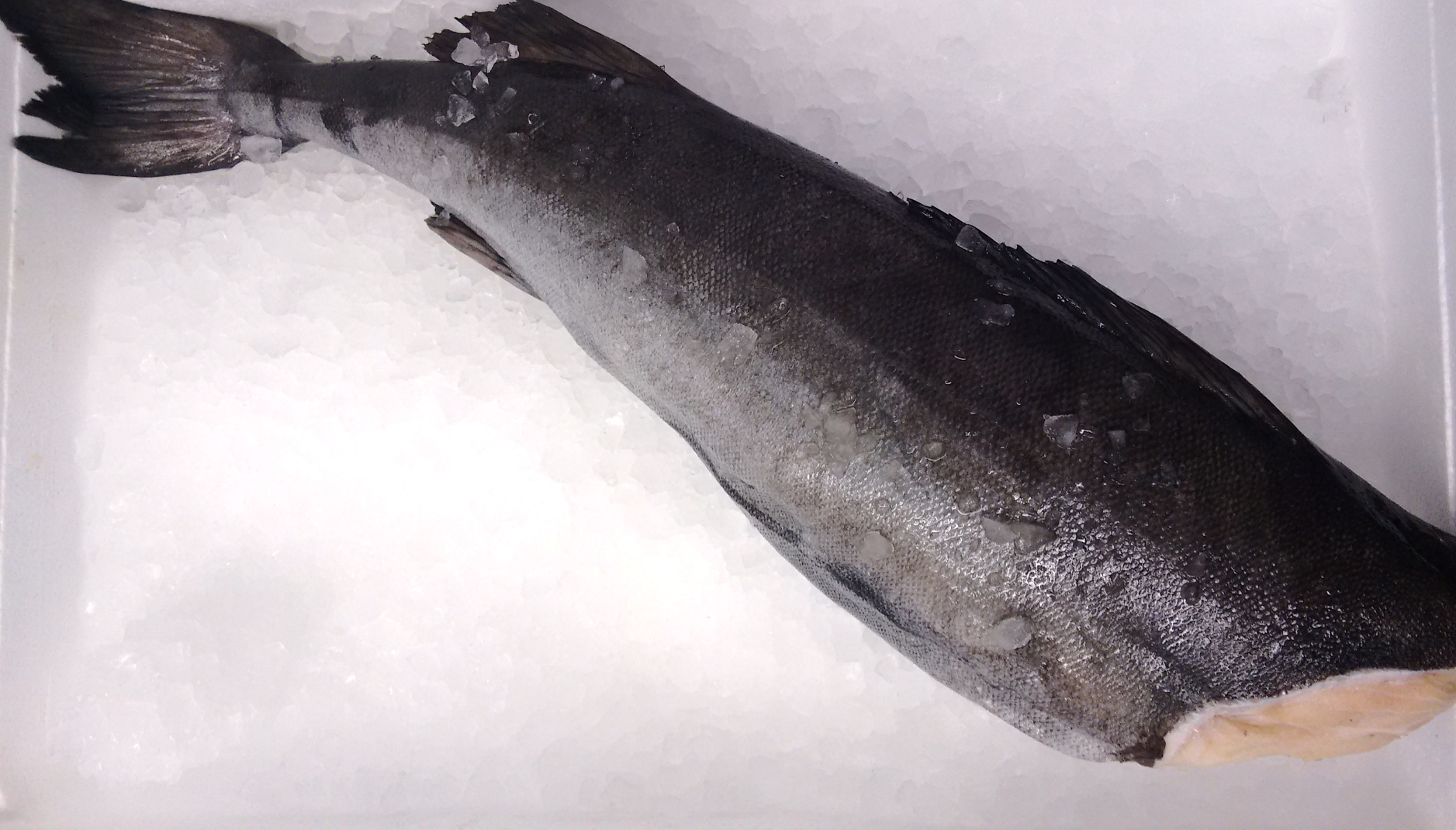 EXOTIC | mcbseafoods