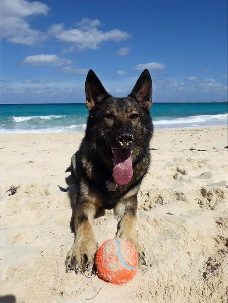 Dog Sales | CARIBBEAN CANINE CONCEPTS