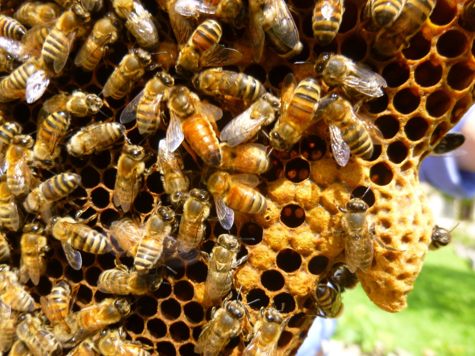 Backyard Beekeeping | Sustainable Berea