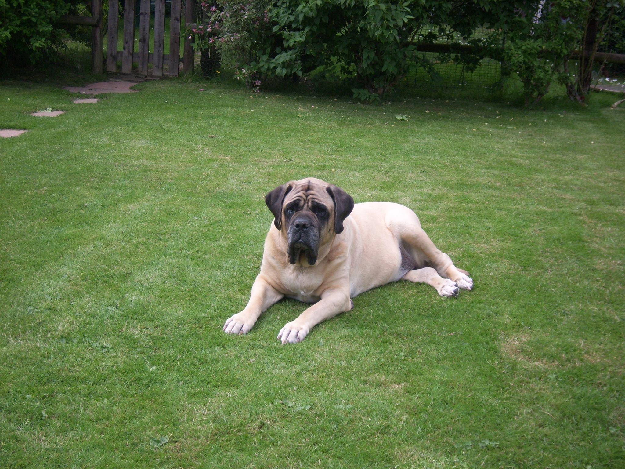 Helen Masters Dog Training / About Helen