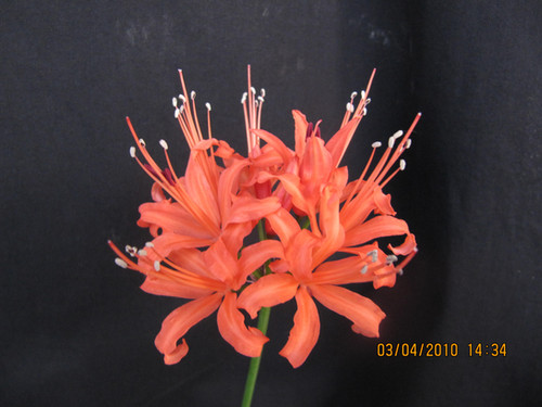 MRS BROMLEY | Nerine Bulb Co.