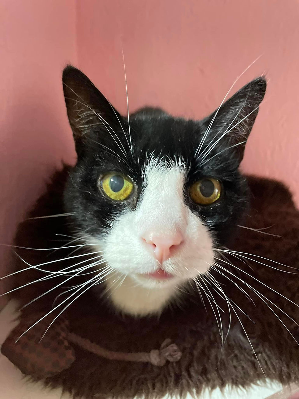 Home | Croft Cats Boarding