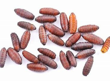 DEACTIVATED FLY PUPAE 1KG | Pet Menu