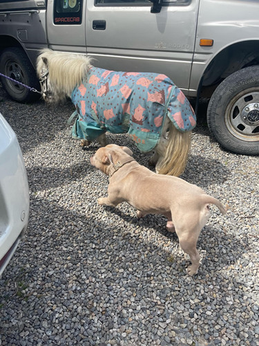 Best mates | Pet Menu