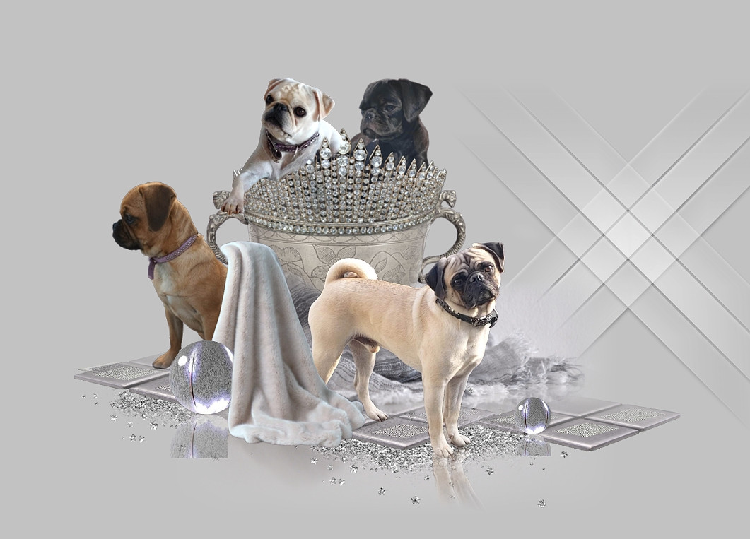 Altdeutscher Mops | Mops-pompös