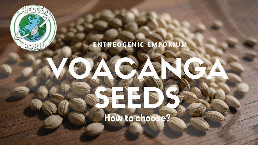 How To Choose The Best Voacanga Seeds For Wellness Benefits