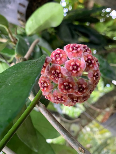 Hoya Meliflua | Urban Tropicals