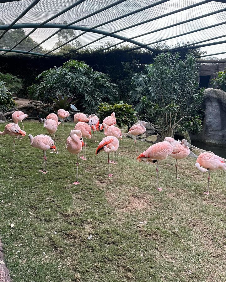 Animalia Park, Parque Zoológico em São Paulo - Guia Paulistinha