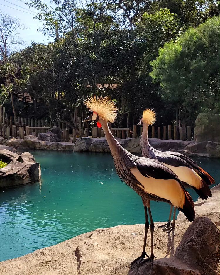 Animalia Park, Parque Zoológico em São Paulo - Guia Paulistinha
