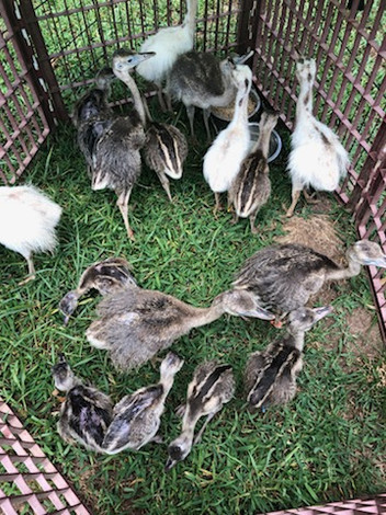 Meet the Family | JMB Ranch