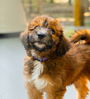 Available Puppies | JMB Ranch