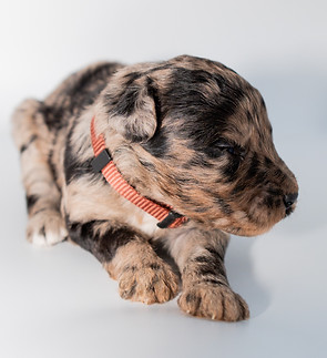 Available Puppies | JMB Ranch