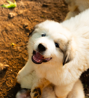 Available Puppies | JMB Ranch